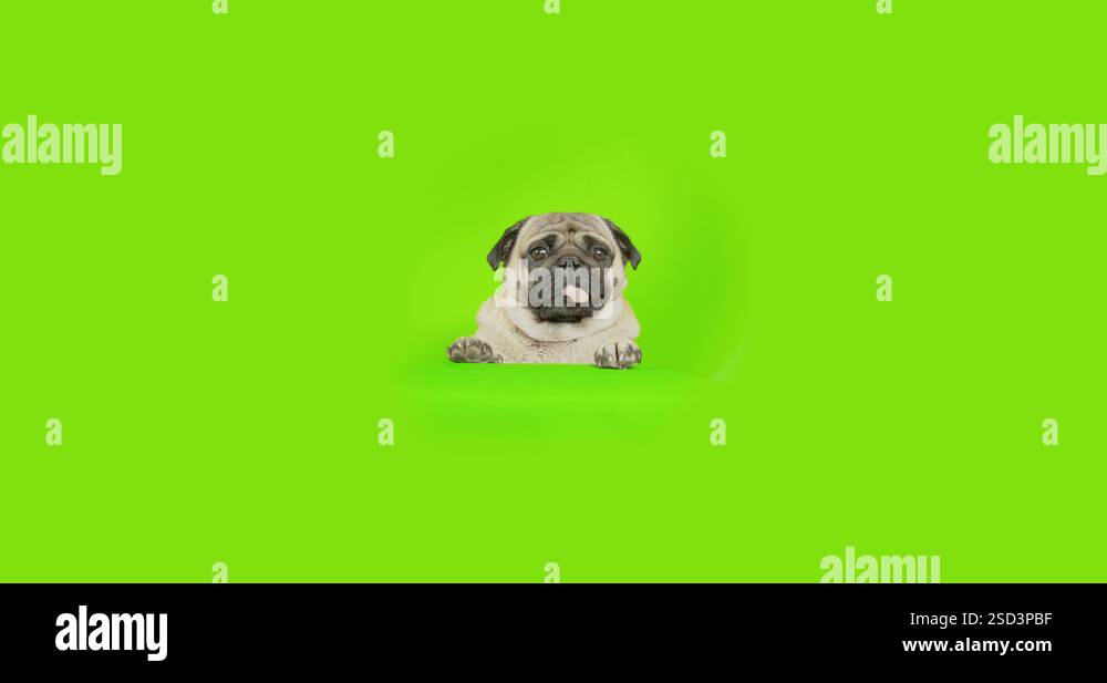 Pug dog standing on some object, looking out from behind. Suprised ...