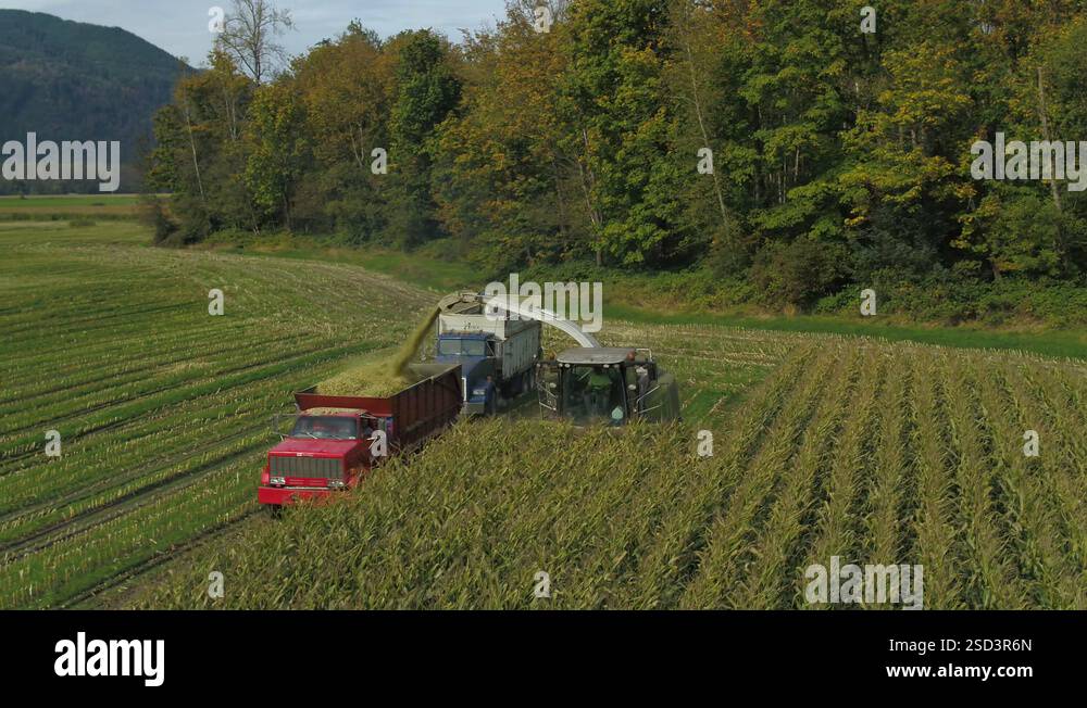 4K Aerial flight over corn field combine harvester drone view of a ...