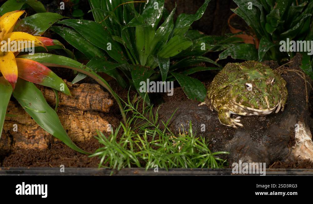 Ornate horned frog Ceratophys ornata1 11 17 waiting for prey Stock ...