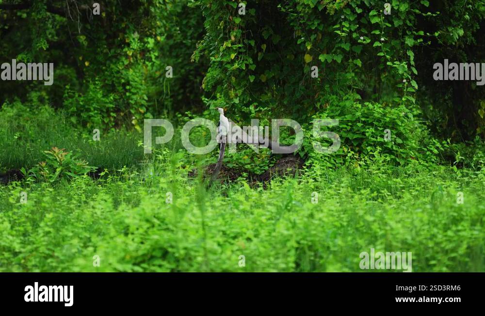 Shag on a tree branch Kakadu Stock Video Footage - Alamy