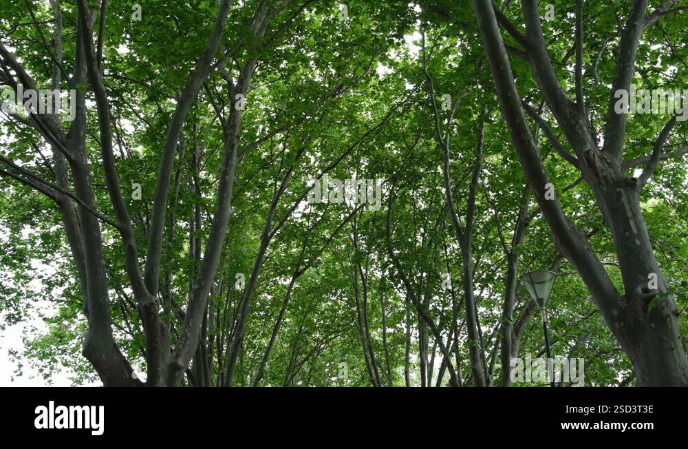 POV forward movement with upward tilt in the park looking up the tall ...