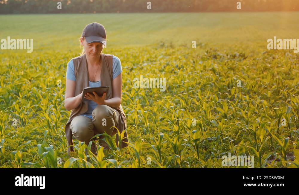 Woman works in a field of young corn, uses a tablet. Side view Stock ...