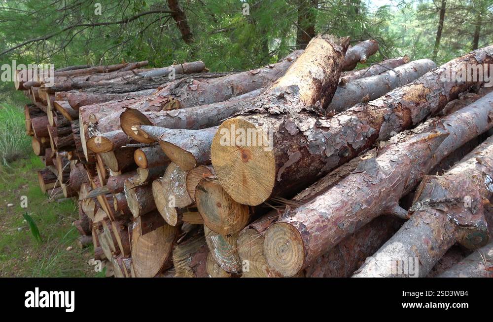 Pile of soft wood logs somewhere on the Carian trail 2 Stock Video ...