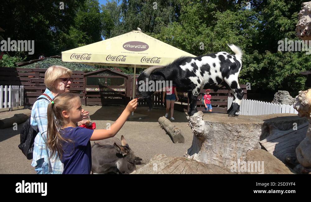 Hungry animals Stock Videos & Footage - HD and 4K Video Clips - Alamy