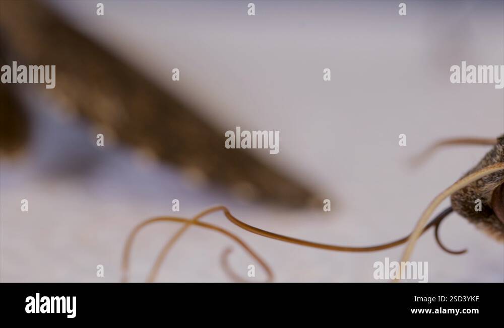 Biology insect specimen close up. Giant furry moth with big eyes. Study ...