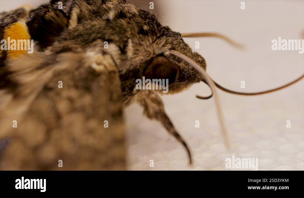 Moth close up tomato horn worm hawk moth dried and pinned insect ...