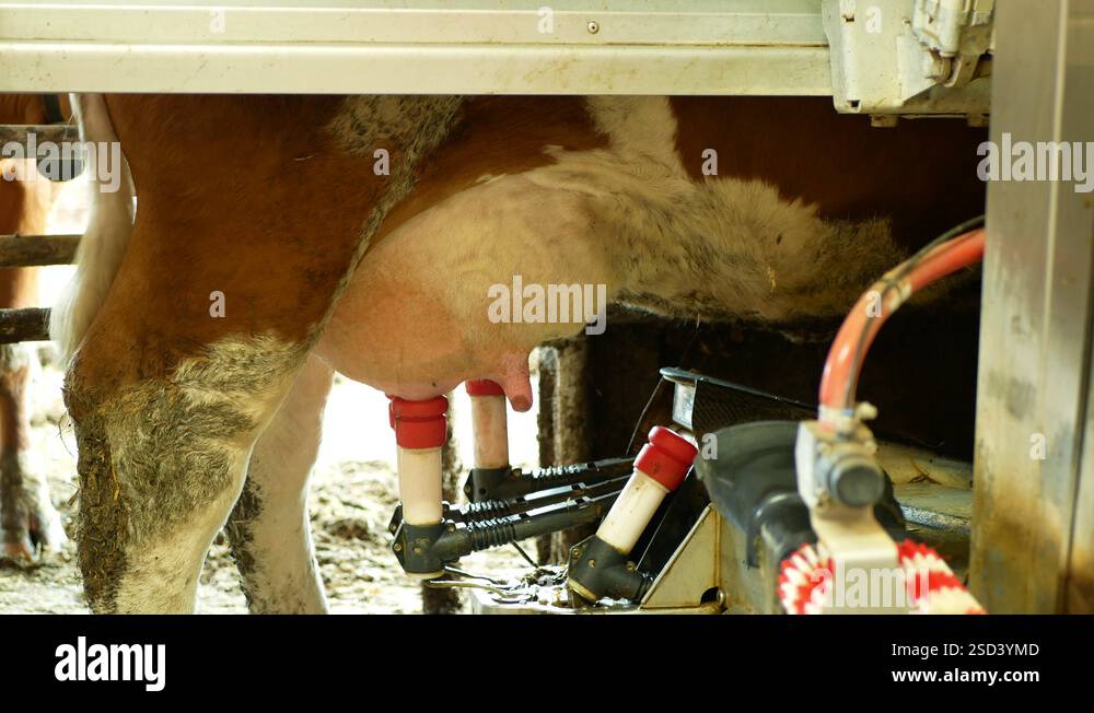 Robotic cow milking machine unique intelligent robotic arm detail laser ...