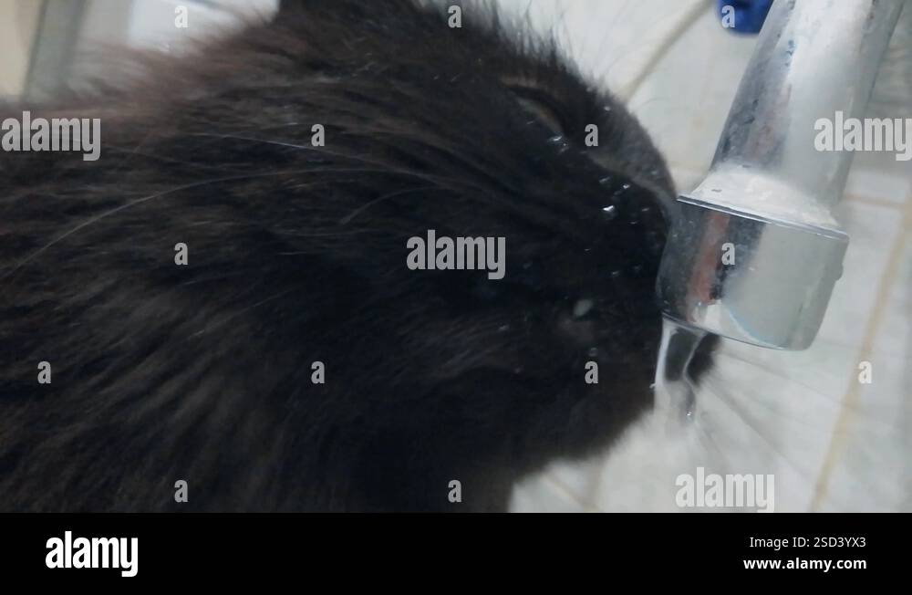 Black domestic cat drinks and lap up water from a faucet in bathroom ...
