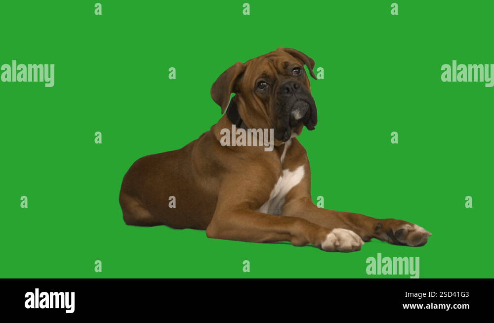 dog boxer on a green screen Stock Video Footage - Alamy