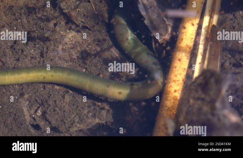 Proboscisless leeches, Arhynchobdellida, Hirudinea, Proboscisless ...