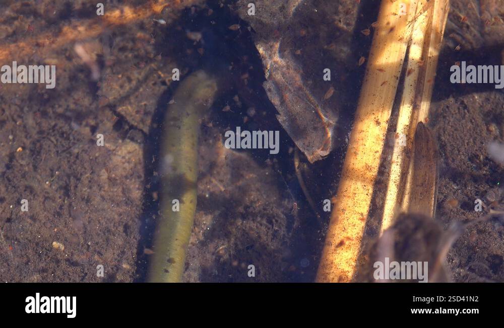 Proboscisless leeches, Arhynchobdellida, Hirudinea, Proboscisless ...