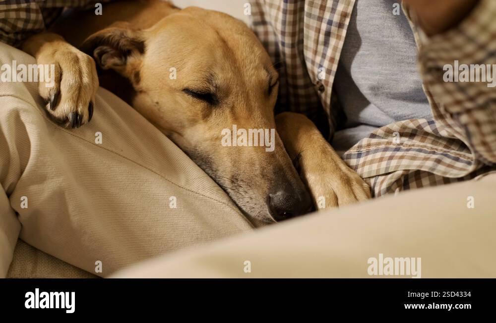 Dog Head Closeup. Dog Put His Head On His Lap The Master Stock Video ...