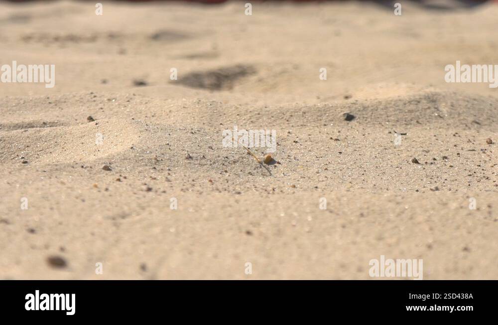 Sportsman doing long jump landing in sandpit. Track and field ...