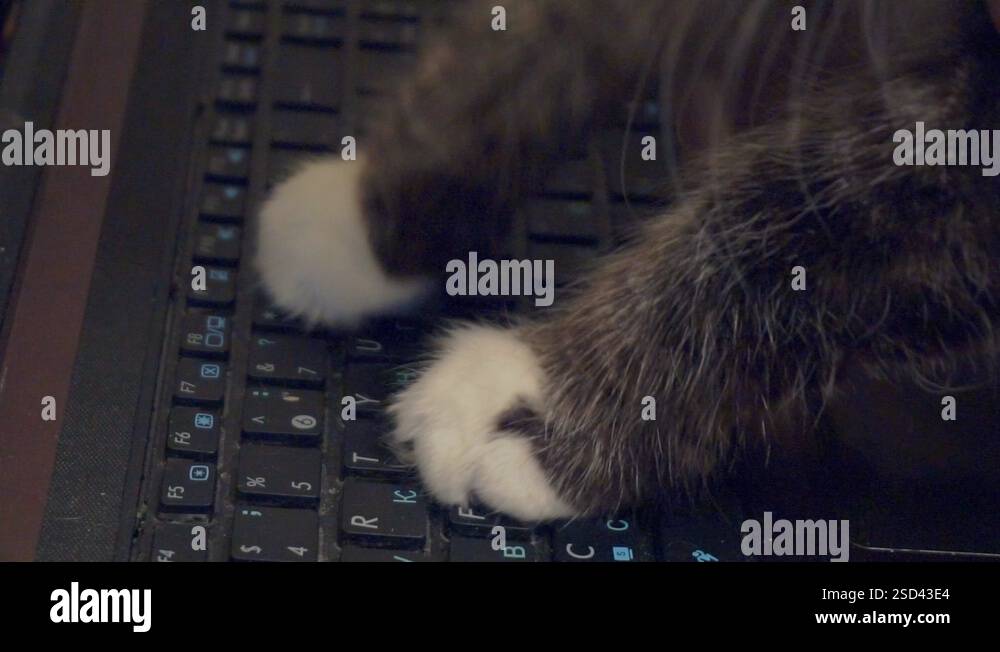 cat's legs press buttons on a computer keyboard Stock Video Footage - Alamy