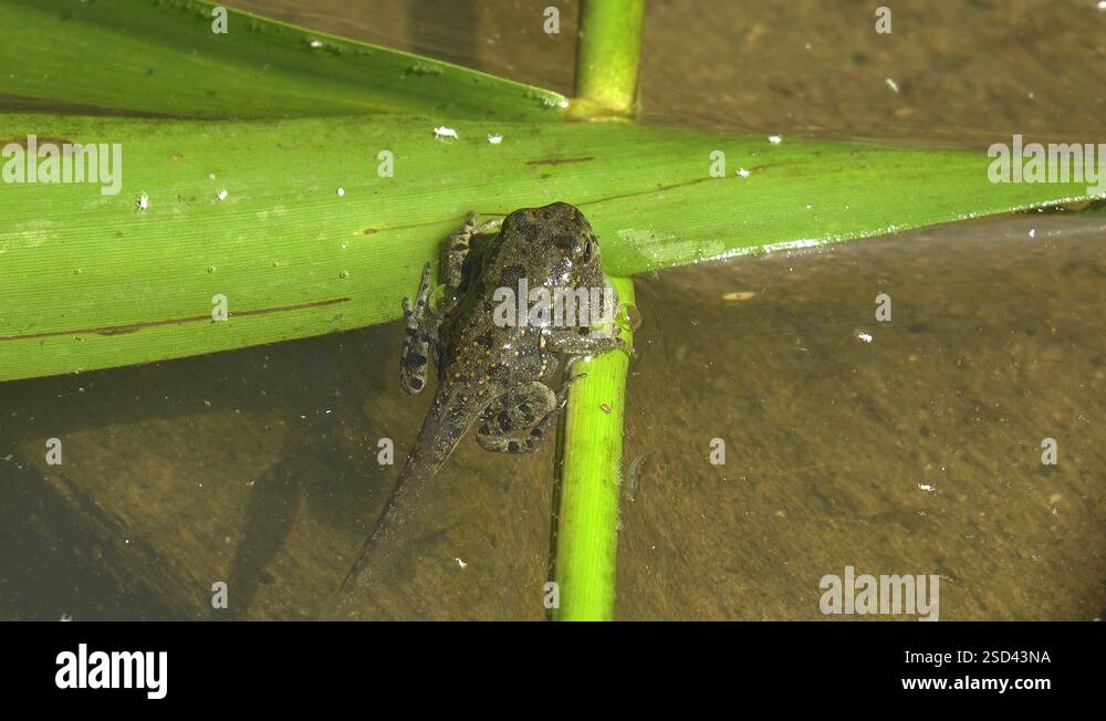 Juvenile frog in summer swamp amid the chaos of the underwater life of ...