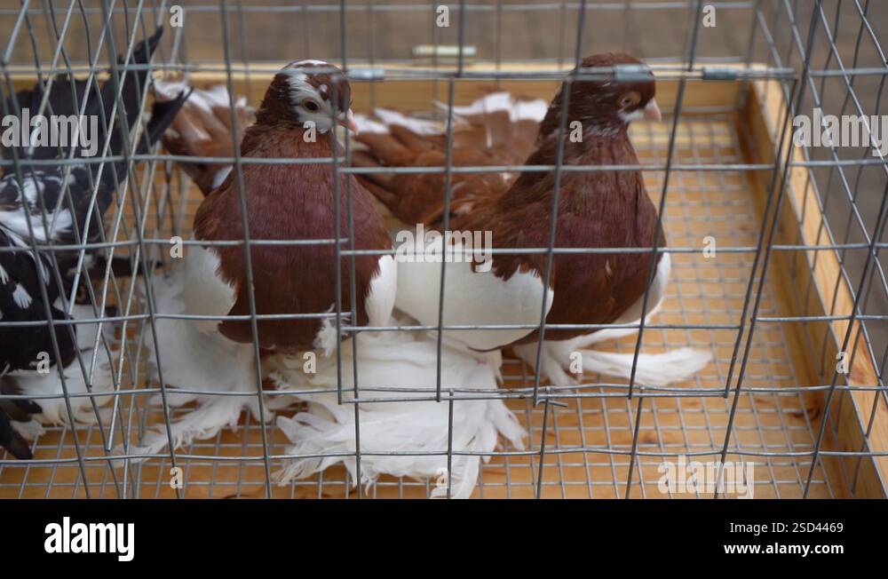 purebred doves in cage. Legs of birds with long fluffy feathers Stock ...