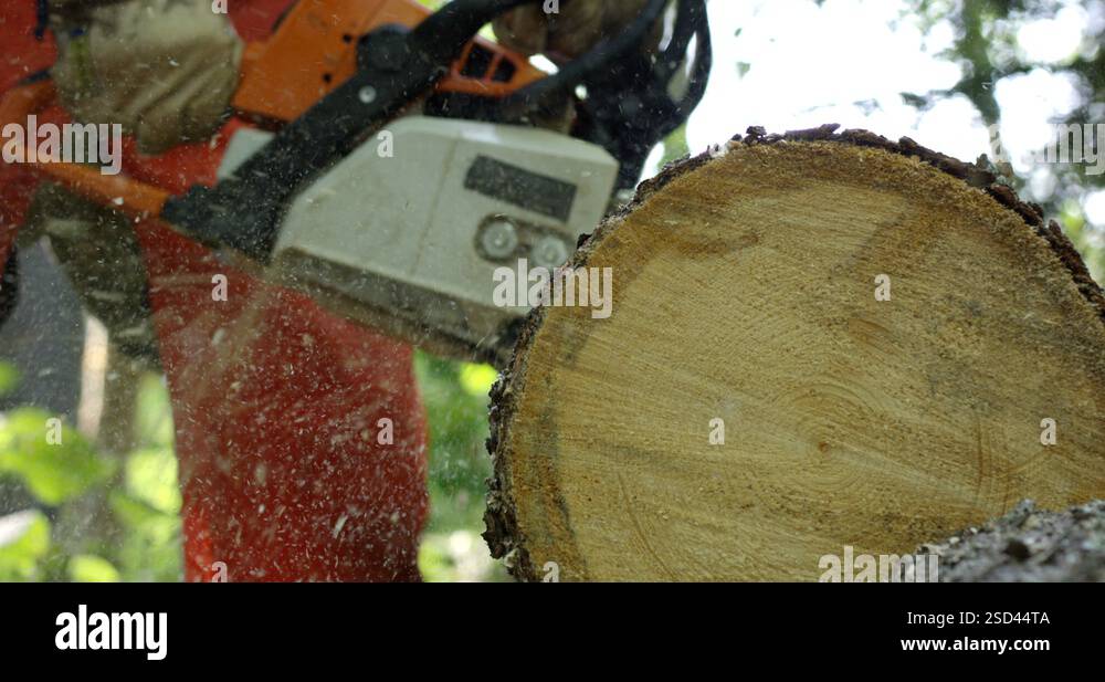 Side profile of tree trunk being cut into log in forest - close up on ...