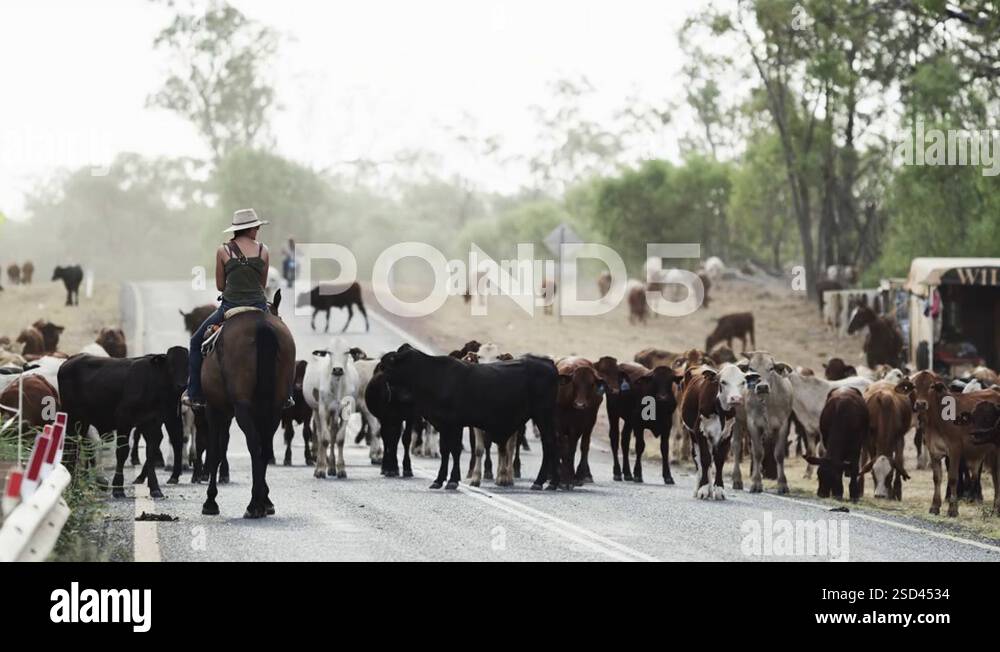 Cattle walking in dry outback Stock Video Footage - Alamy