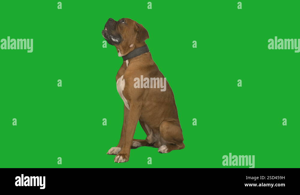 boxer dog looking up and down on a green screen Stock Video Footage - Alamy