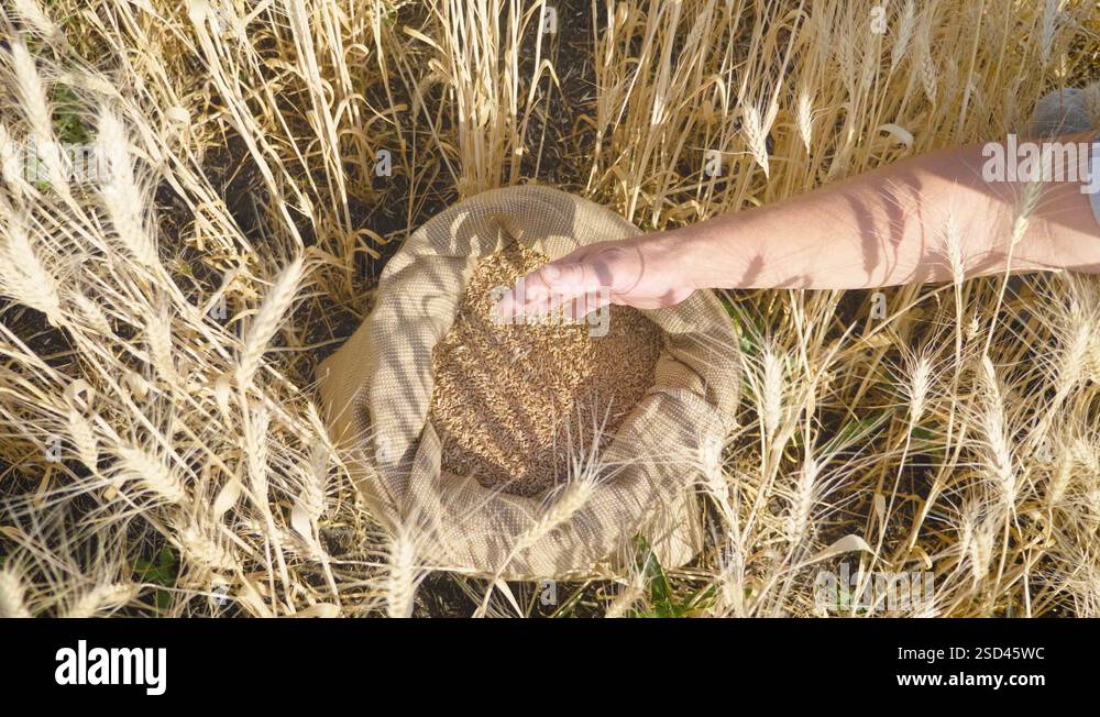 Hands of adult farmer touching and sifting wheat grains in a sack ...