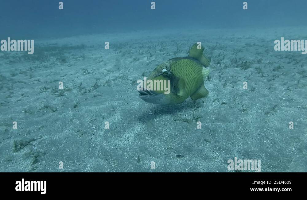 Triggerfish shakes lips while showing teeth trying to scare. Titan ...