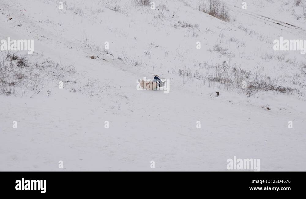 girl rolls down hill in sleigh in snow. girl plays in winter in the ...