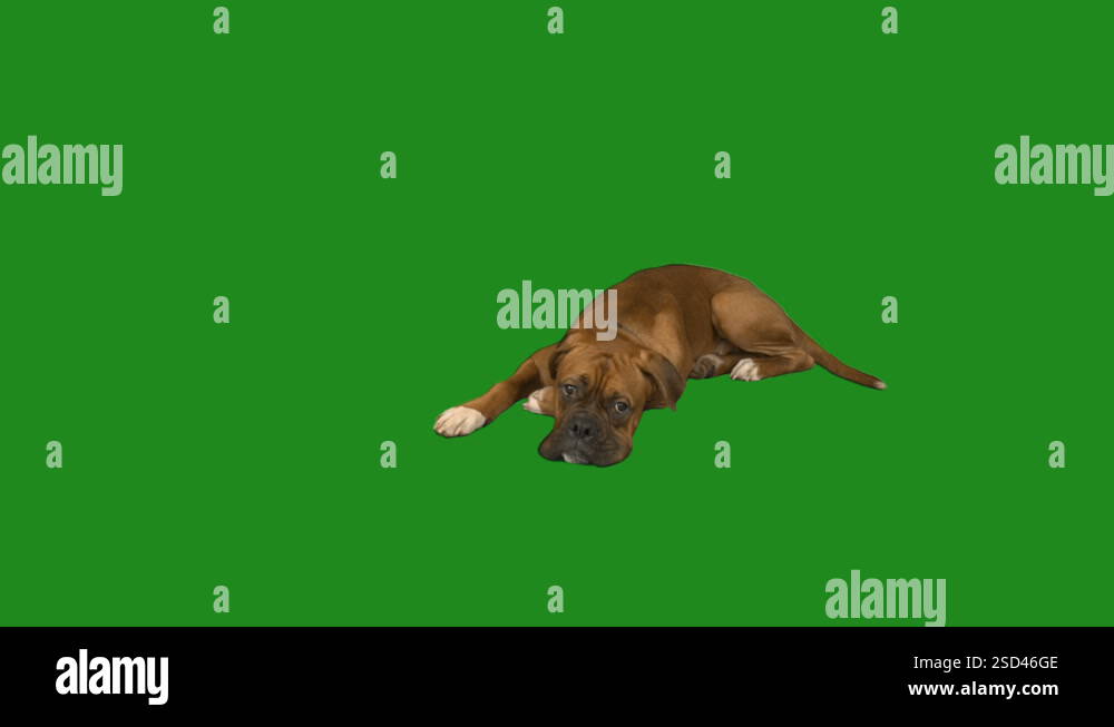 dog boxer lay on a green screen Stock Video Footage - Alamy
