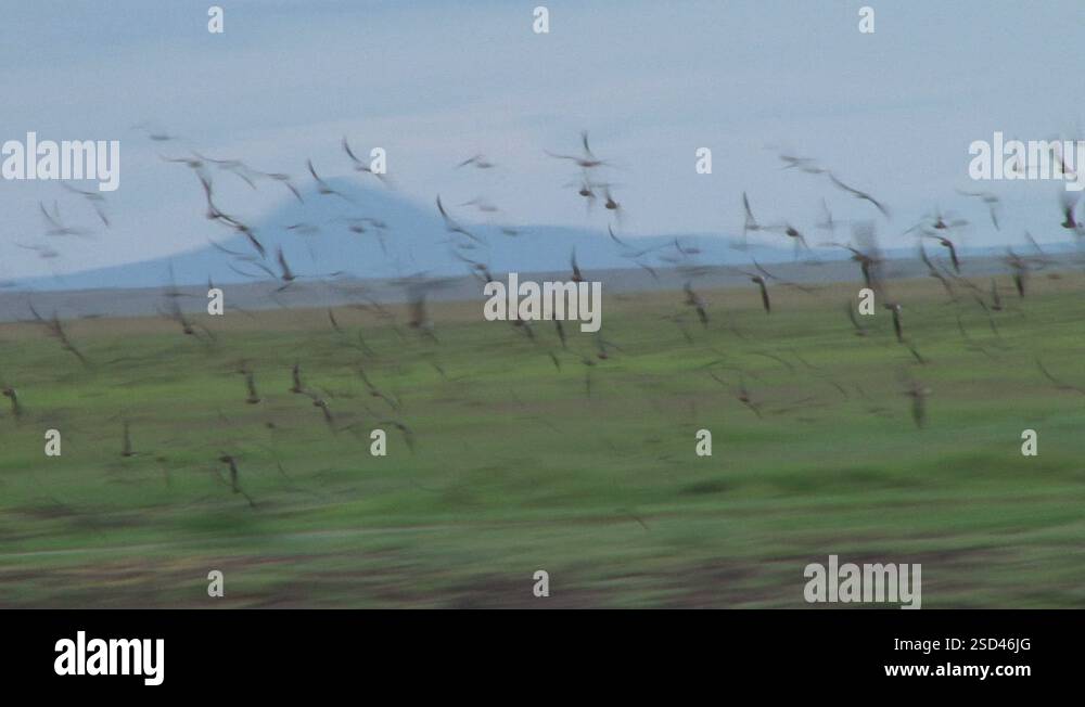 A flock of birds flying together in a formation in the swamps of ...