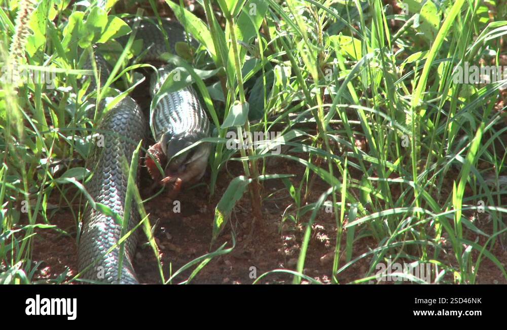 A snake swallows the last section of a mole rat Stock Video Footage - Alamy
