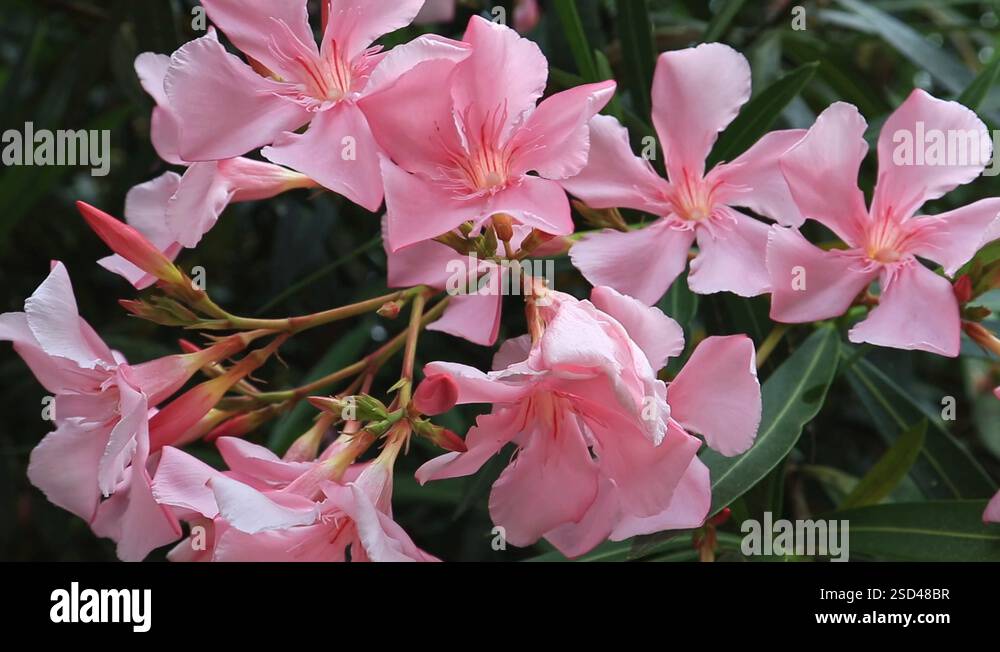 Pink Nerium sweet oleander poisonous toxic flowers blooming in summer ...