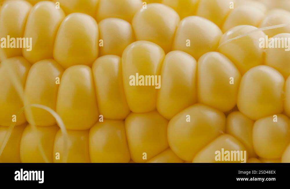 Texture of the grain of ripe corn on the cob Stock Video Footage - Alamy