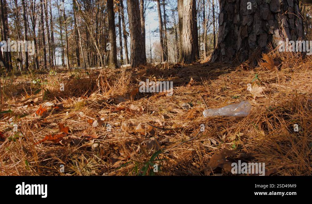 Volunteer worker picking up litter in the woods with trash picker tool ...