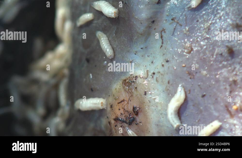 Maggot worms crawl over the meat of dead animal. View macro in wildlife ...