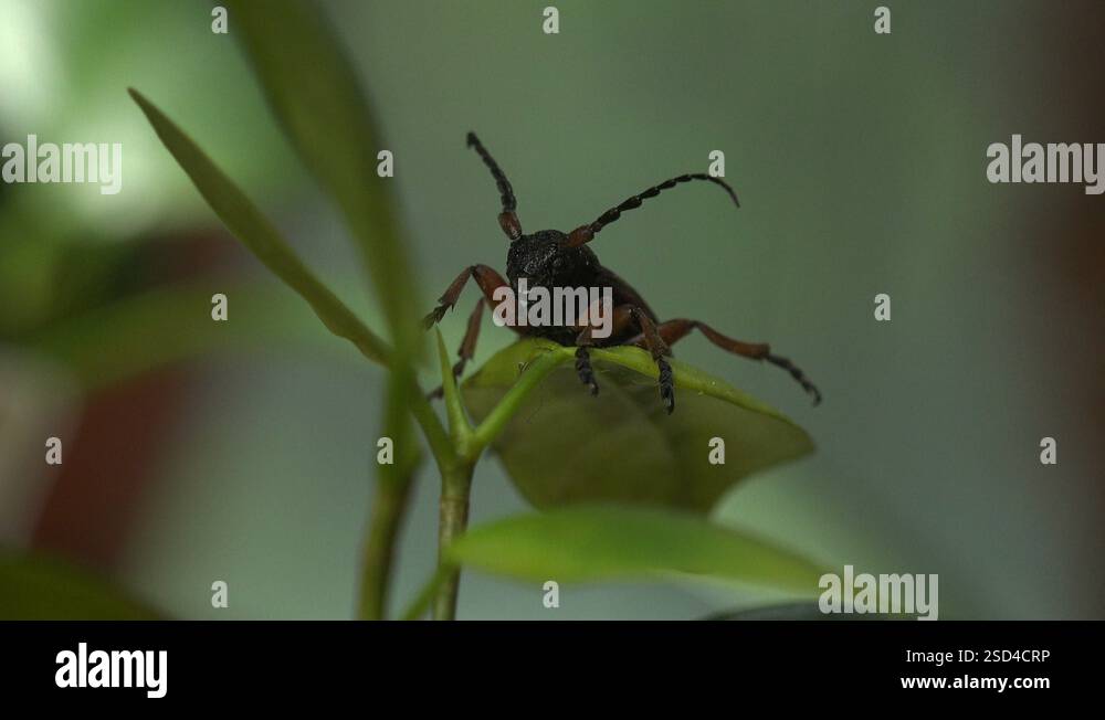 View Macro around insect in wildlife. Tetropium fuscum, brown spruce ...