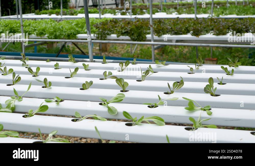 Rows of fresh juicy plants growing on modern ecological hydroponic farm ...