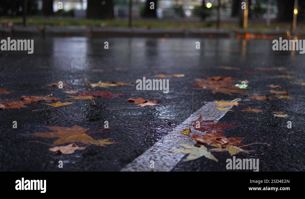 fallen leaves in a puddle in the Parking lot in the rain, in the fall ...