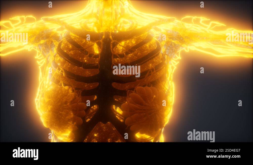 Colorful Human Body animation showing bones and organs Stock Video ...