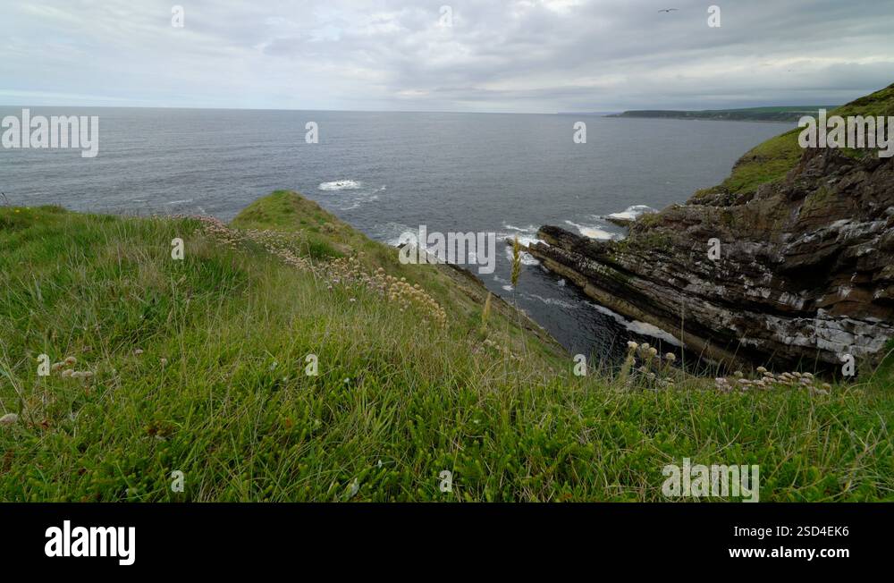 Wide angle cliffs down to north sea of Scotland coast with bird nests ...
