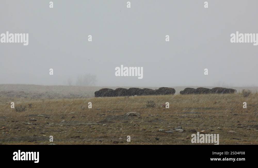 Bison herd starts to run together in driving spring snow storm on ...