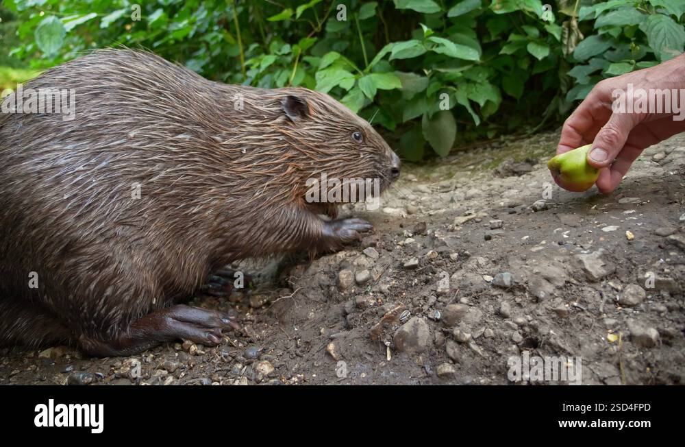 Eurasian beaver (Castor fiber) eating food from man hand Stock Video ...