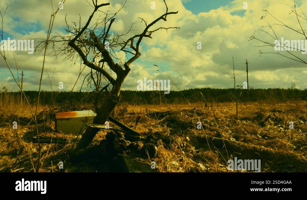 Cinematic nature background with old dead tree Stock Video Footage - Alamy