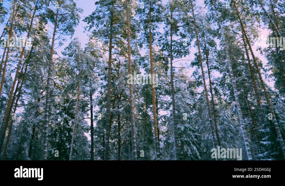 Driving in the winter on a forest road. Driving Plate. Processing Plate ...