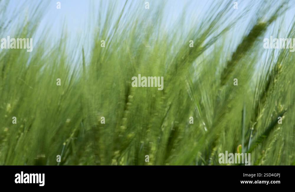 Close-up Field of beautiful spring rye and green wheat closeup for ...