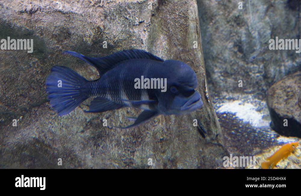 Close-up. Aquarium. A blue fish swims with thick lips and a bump on its ...