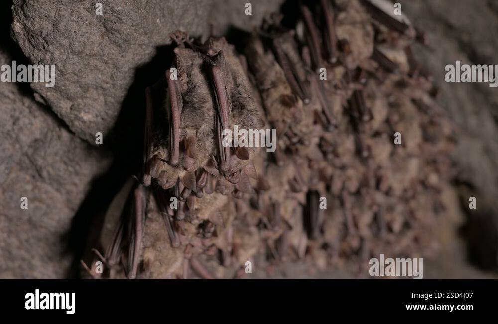 Speleological surveys in a deep cave. A group of small brown bats are ...