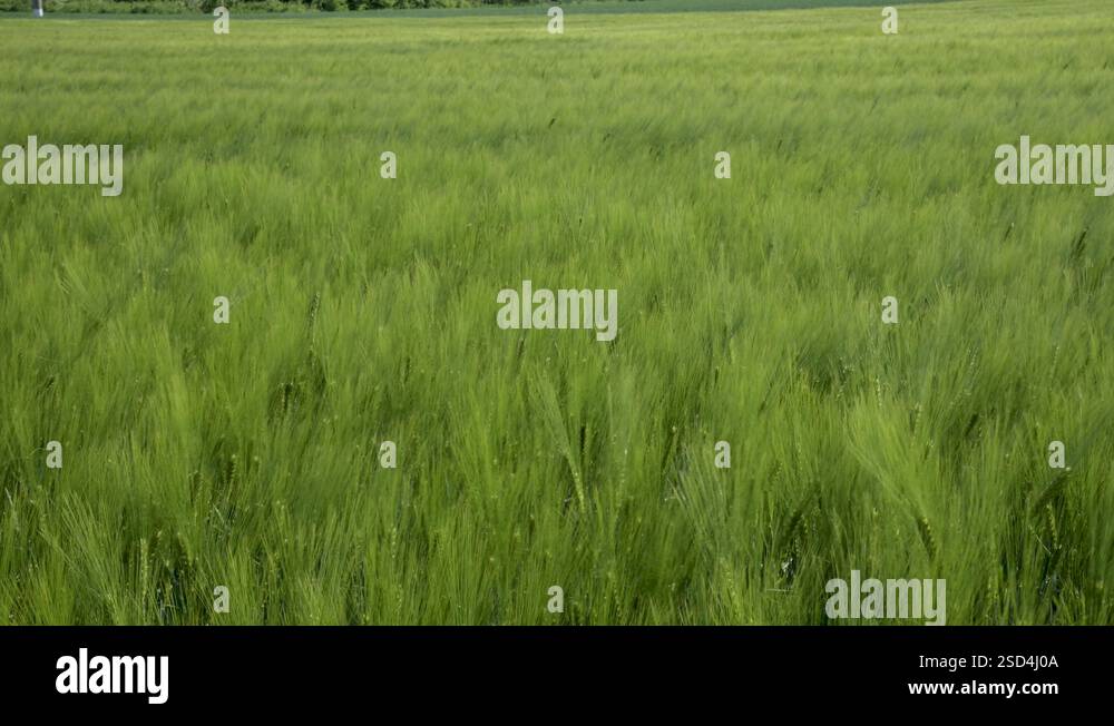 Field of beautiful spring rye and green wheat closeup for green ...