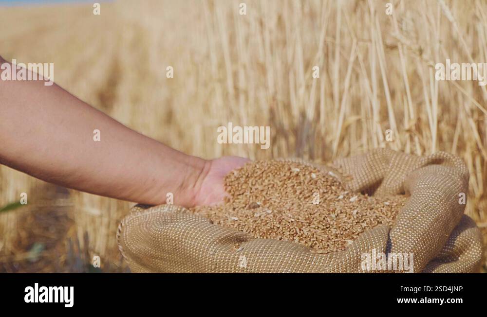 Hands of adult farmer touching and sifting wheat grains in a sack ...
