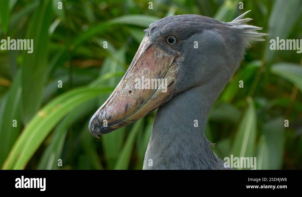 Shoebill (Balaeniceps rex) whalehead stork portrait Stock Video Footage ...