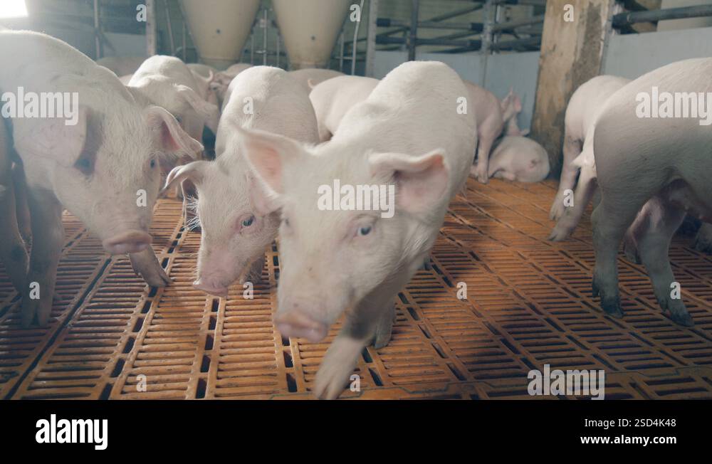 Close up of a young farm pig sniffing the camera. Modern Pig farm with ...