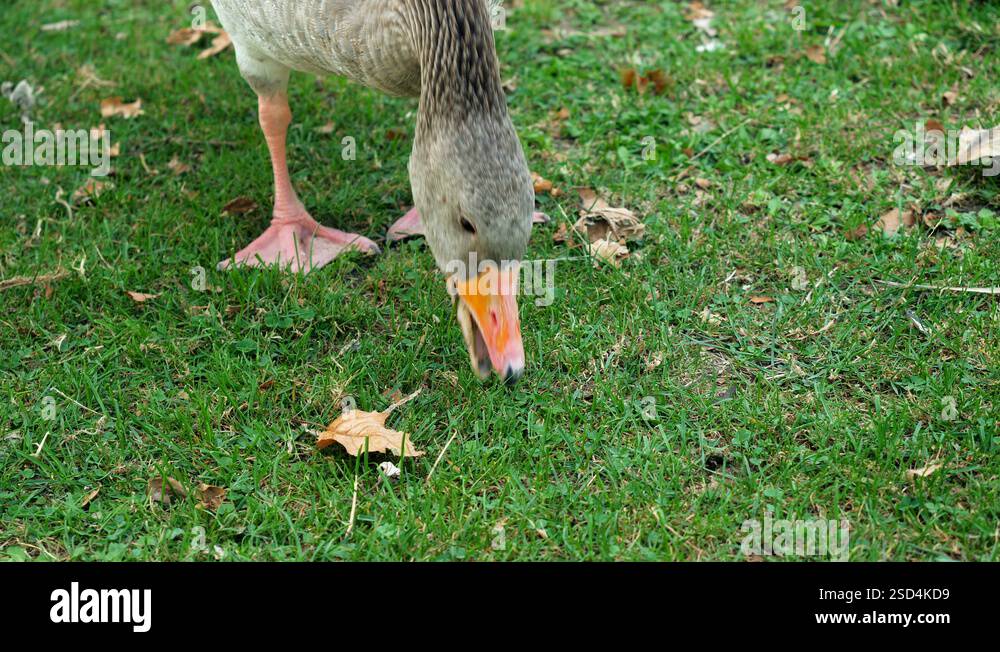 One goose eating green grass on the lawn in the park. Barcelona. Spain ...